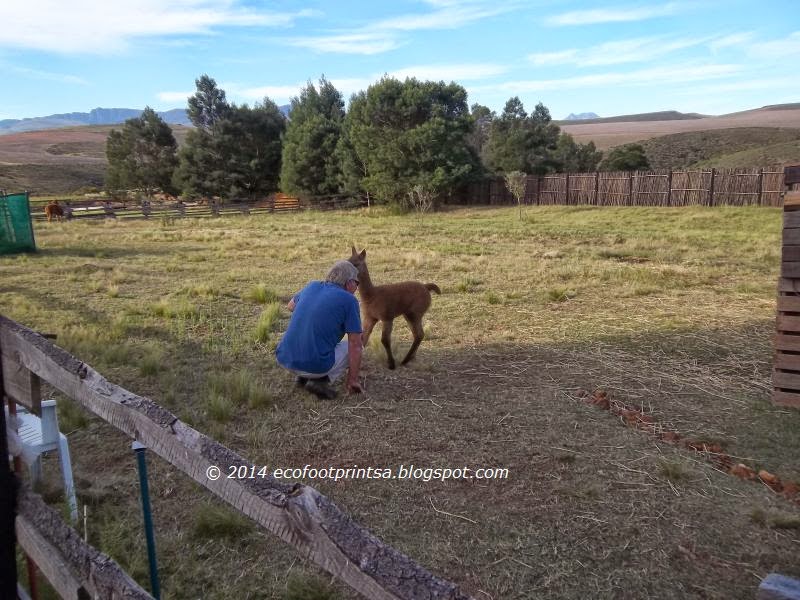 Eco Footprint ~ South Africa: Alpacas at play?