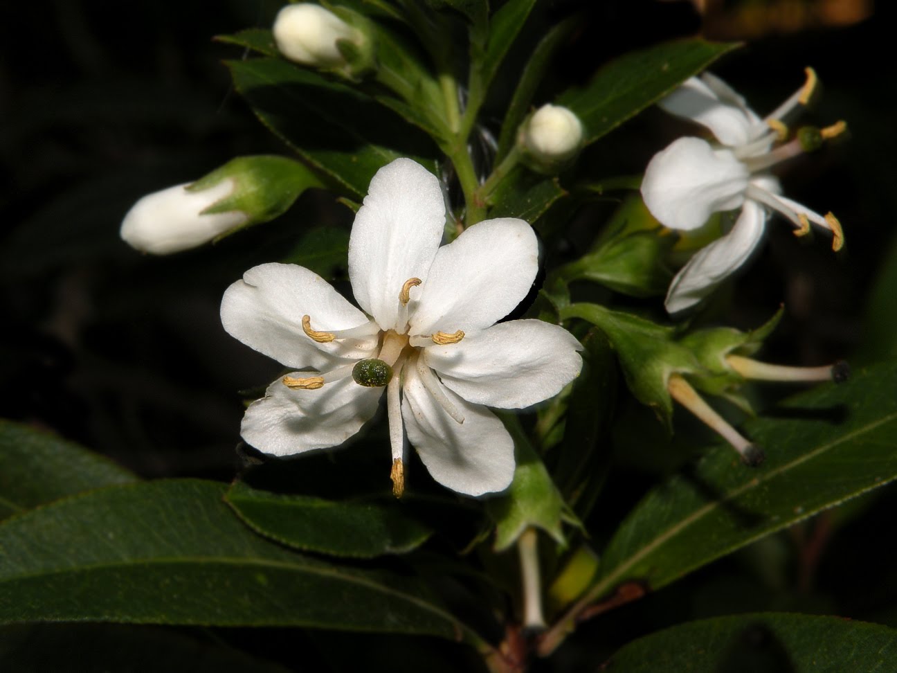Uruguay's wildlife & Natural sanctuaries - Santuarios naturales & flora ...