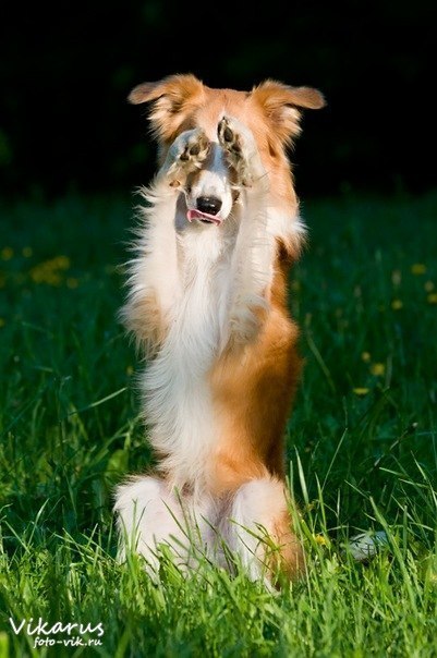 Beautiful World : The Most Modest Dog in the World