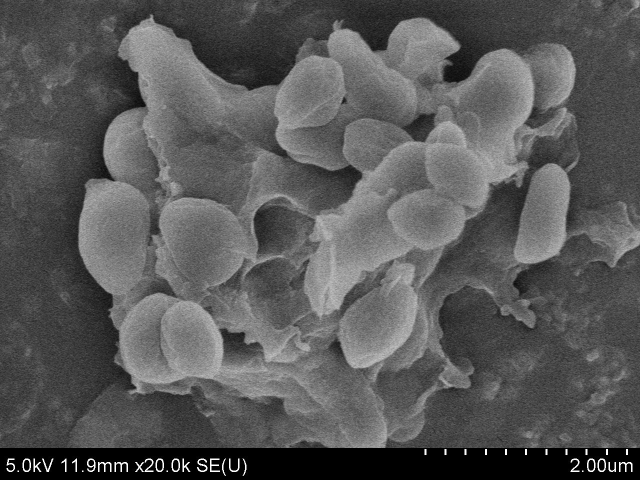 Pedobacter humicola sp. nov., a new member of the genus Pedobacter ...