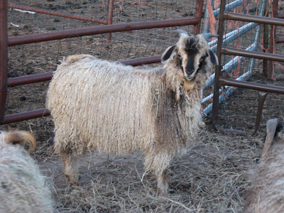 Kansas Fiber Farm: Angora goats for sale