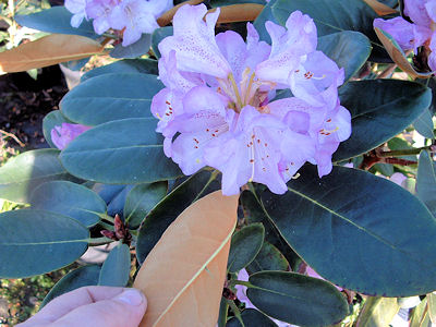 Flora of India: State Flowers of India