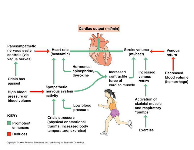 All About Medic UKM: Cardiovascular System - CL & PBL
