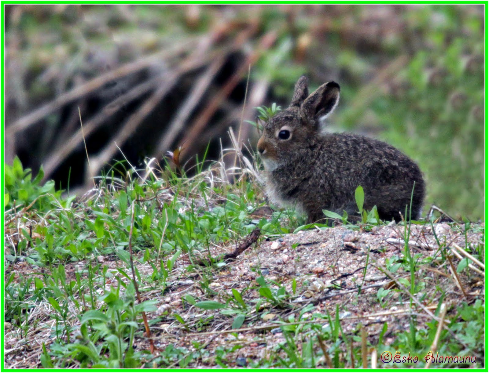 Eko-Kuvia: Pikku-Pupu 'kasvamassa'...