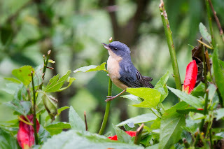 Avistamientos de Aves en Silvanìa (Cundinamarca - Colombia)