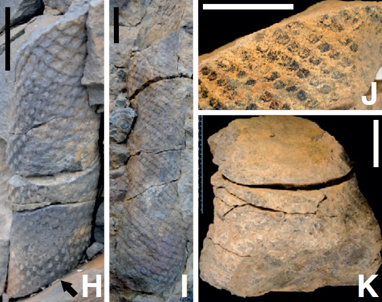 Sciency Thoughts: Lycopsid Trees from the earliest Late Devonian of ...