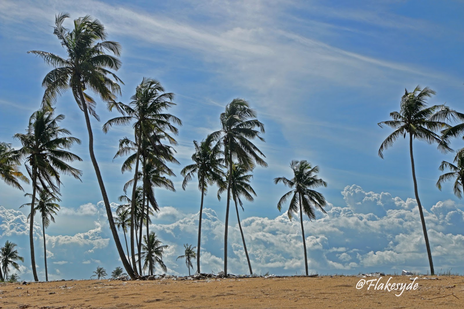 @Flakesyde Photography Blog by Folake Cole: Flourish Like The Palm Tree