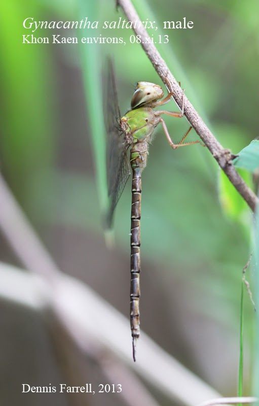 Dragonflies & damselflies of Thailand: 148. Gynacantha saltatrix ...