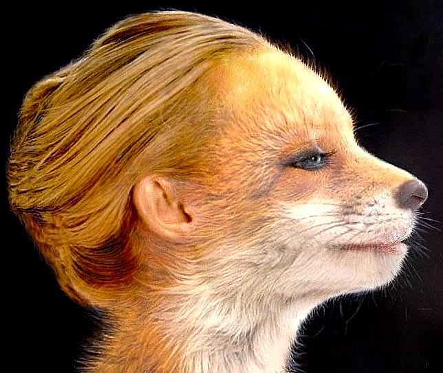 Le Roman de Renart: Le siège de Maupertuis - Hermeline sauve Renart