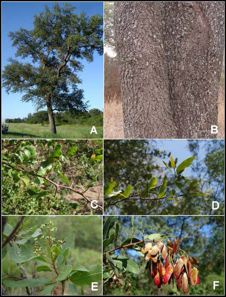 Argentina nativa: Quebracho colorado chaqueño (Schinopsis balansae)
