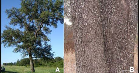 Argentina nativa: Quebracho colorado chaqueño (Schinopsis balansae)