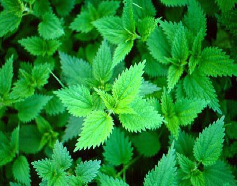 Tutto su Roma: L'ortica, i suoi benefici e le sue proprietà