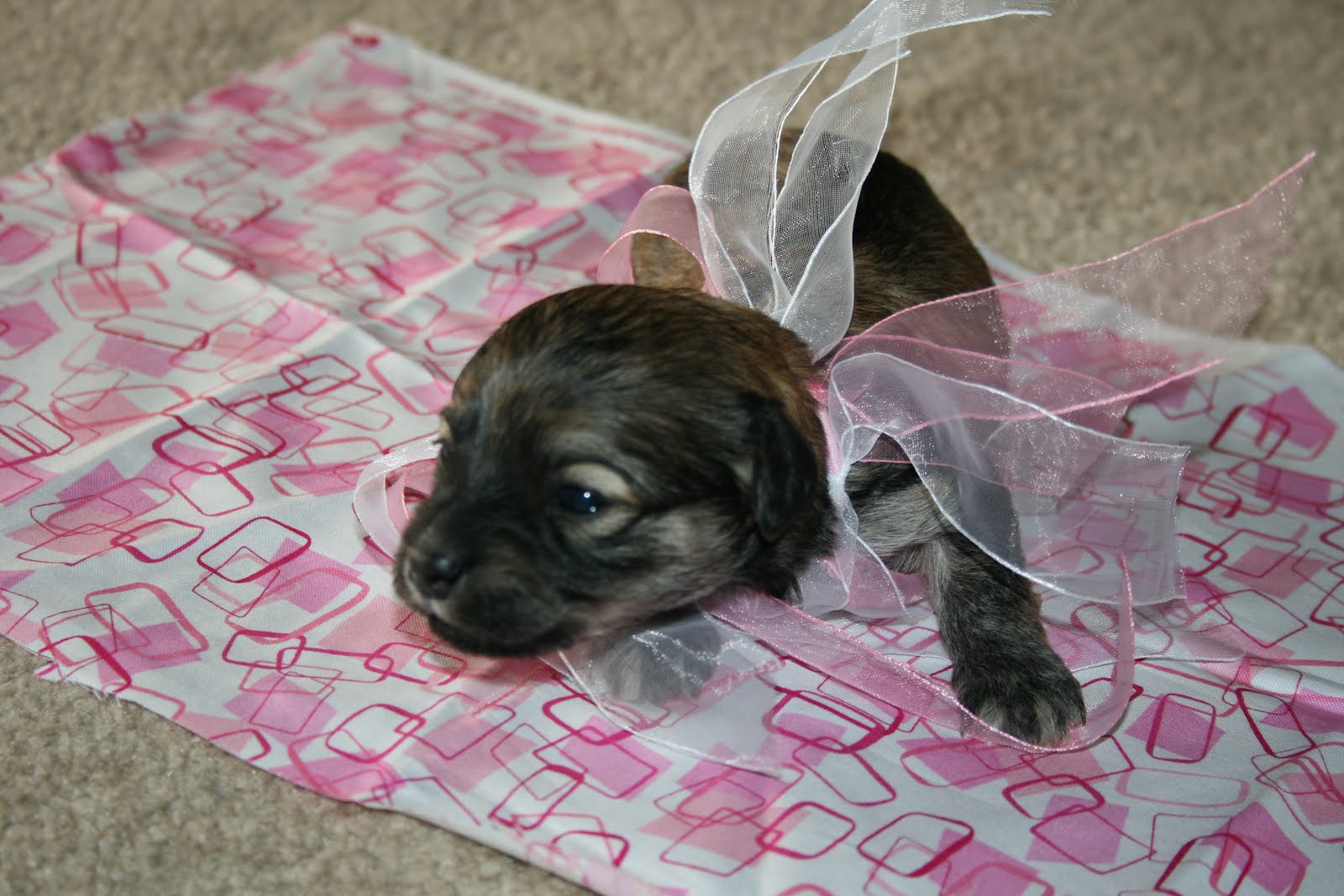 Available Puppies: Havanese puppies are 2 weeks old with their eyes open!!