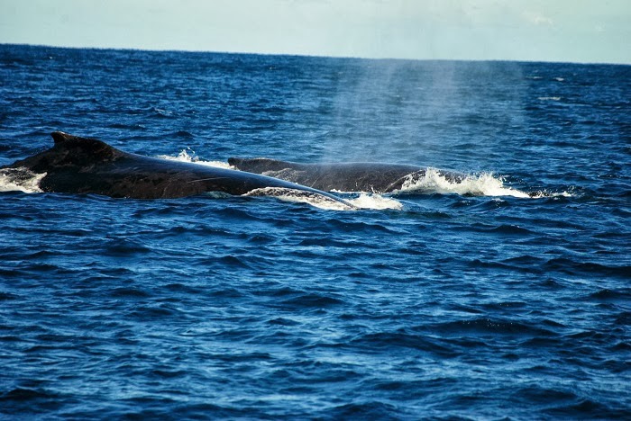 Australian Water Animals