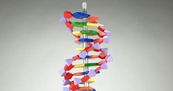 Modelos del proceso Salud - Enfermedad: Modelo genético estructural