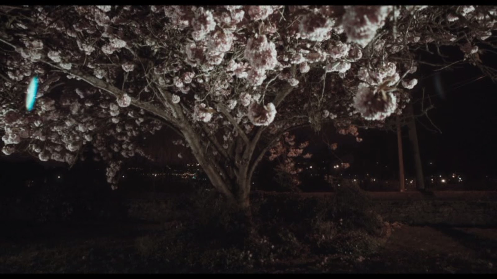 HORROR FOREVER: WIŚNIOWE DRZEWO / CHERRY TREE (2015)