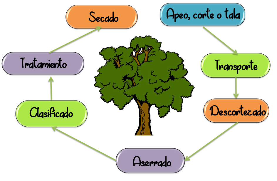 Procesos Productivos: Proceso productivo de la madera