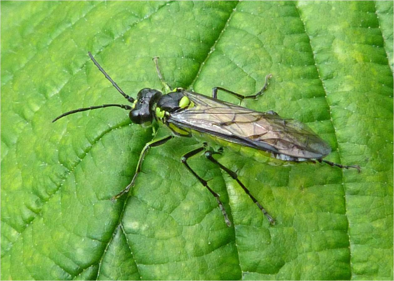 Insects of Scotland: Bees/Wasps/Ichneumons/Sawflies/Ants