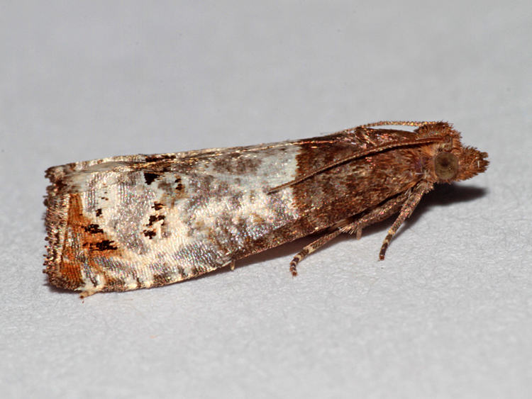 gobirding.eu Mothing Diary: Cacao and Corn Moths
