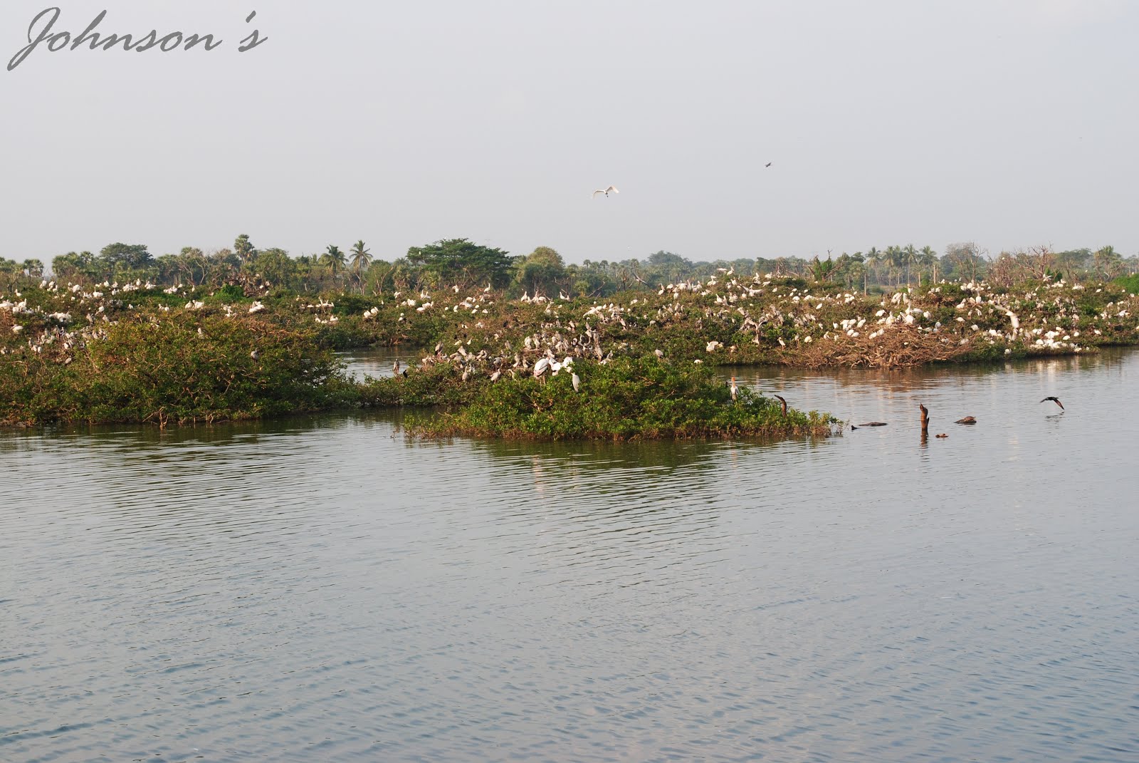 Johnson's: Vedanthangal Bird Sanctuary