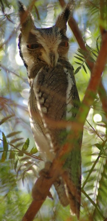 SOTW: The Transformer Owl (Ptilopsis leucotis) - Science in the City