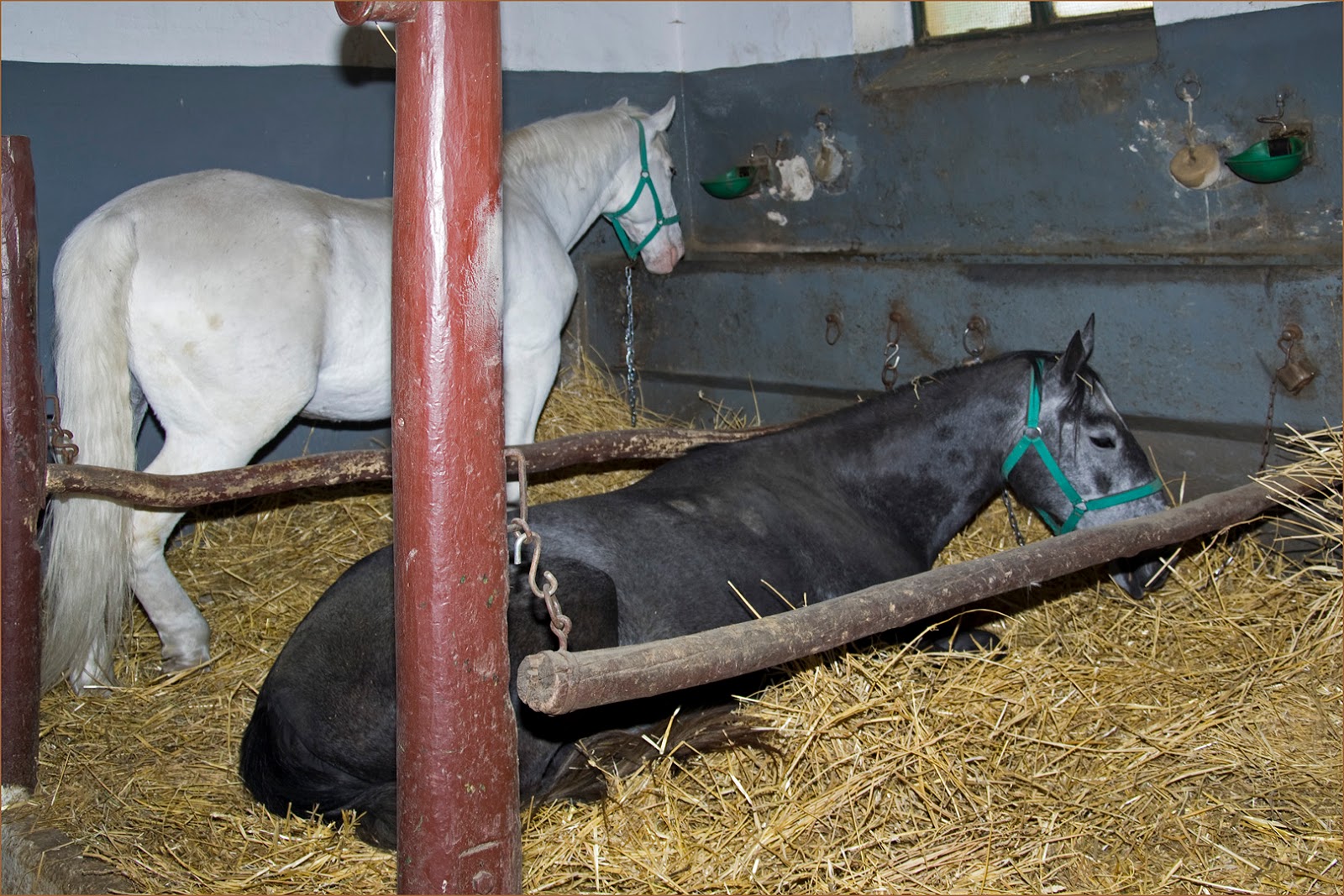 Nádasdi-blog: Szilvásváradi lipicai