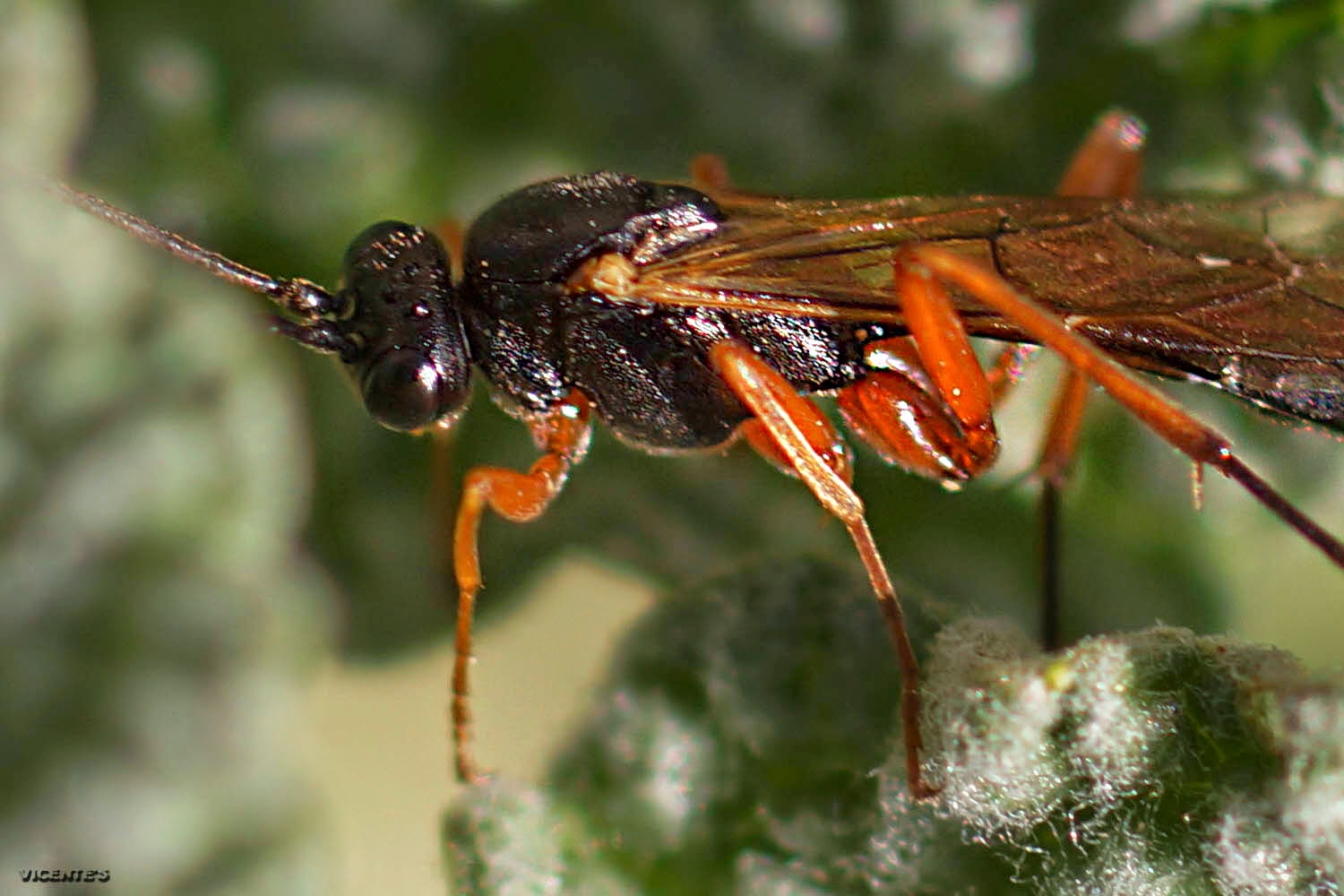 Fauna silvestre de Hormaza: Ephialtes sp. (?)