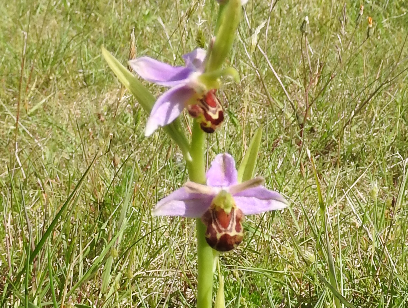 Plovers Blog: Bee Orchids