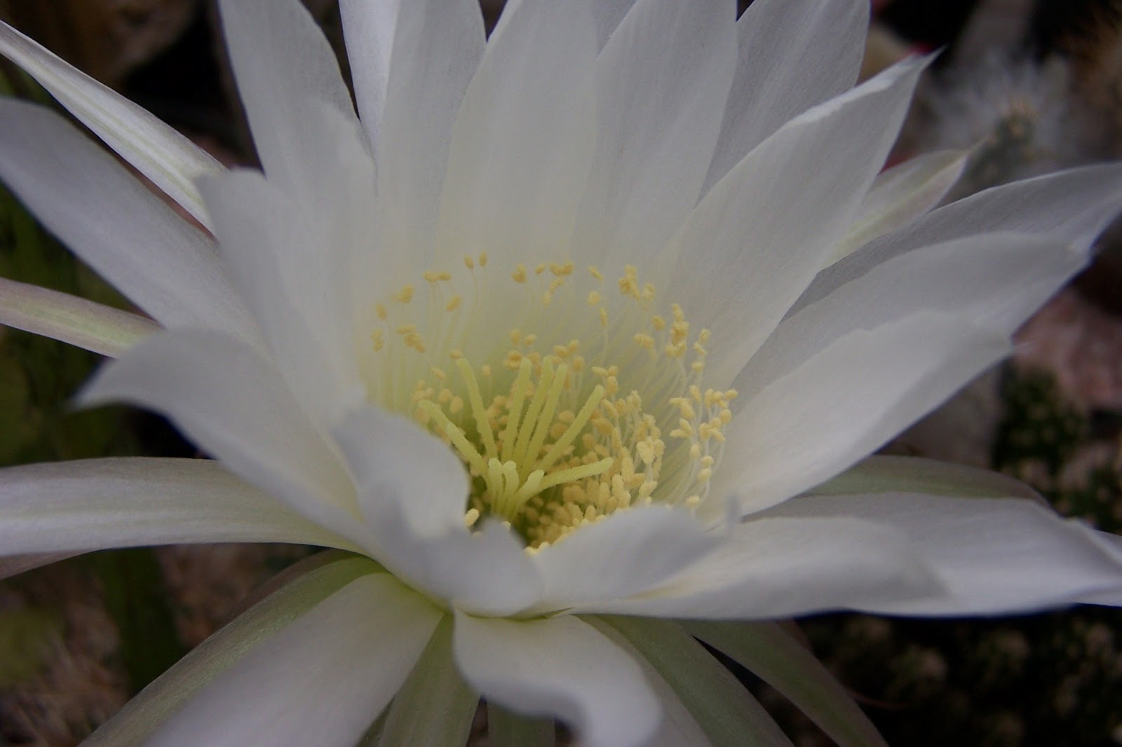 Oregon Cactus Blog: Echinopsis species