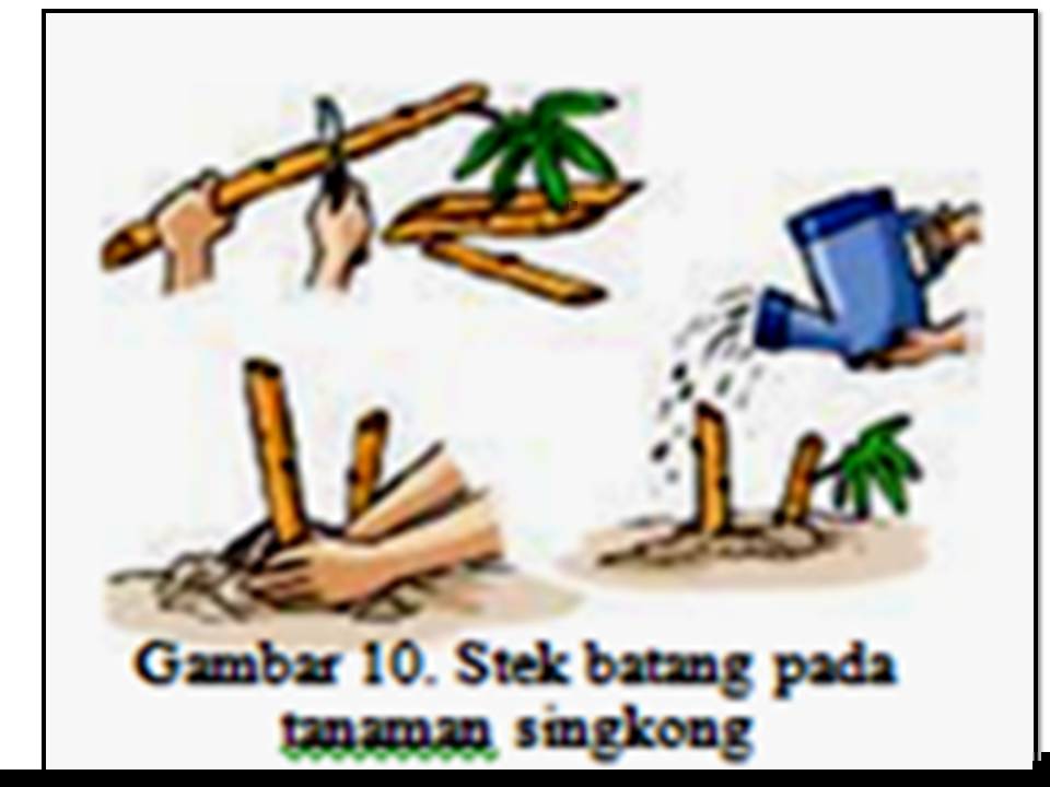 Setek, Cangkok Dan Okulasi