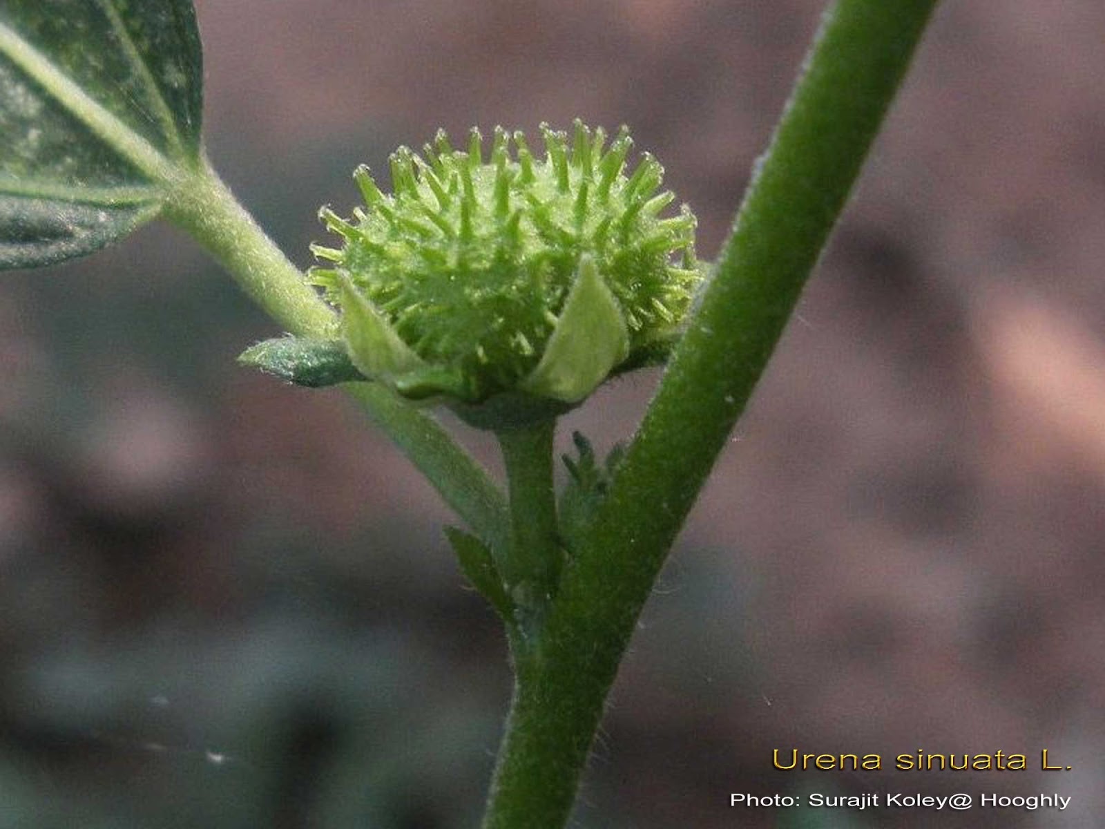 Medicinal Plants: Urena sinuata Aatibala Bachita Peddabenda Uram