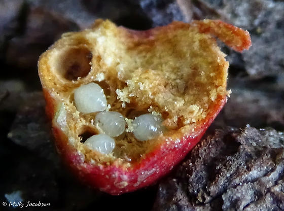 Springfield Plateau: Blueberry Stem Gall