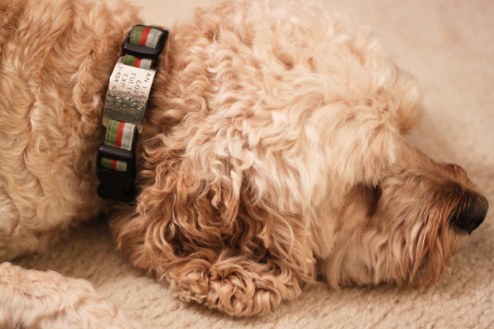 Loving Life: PSA: a quiet dog tag