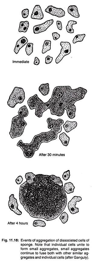 Zoonlogos: Phylum Porifera: sponge