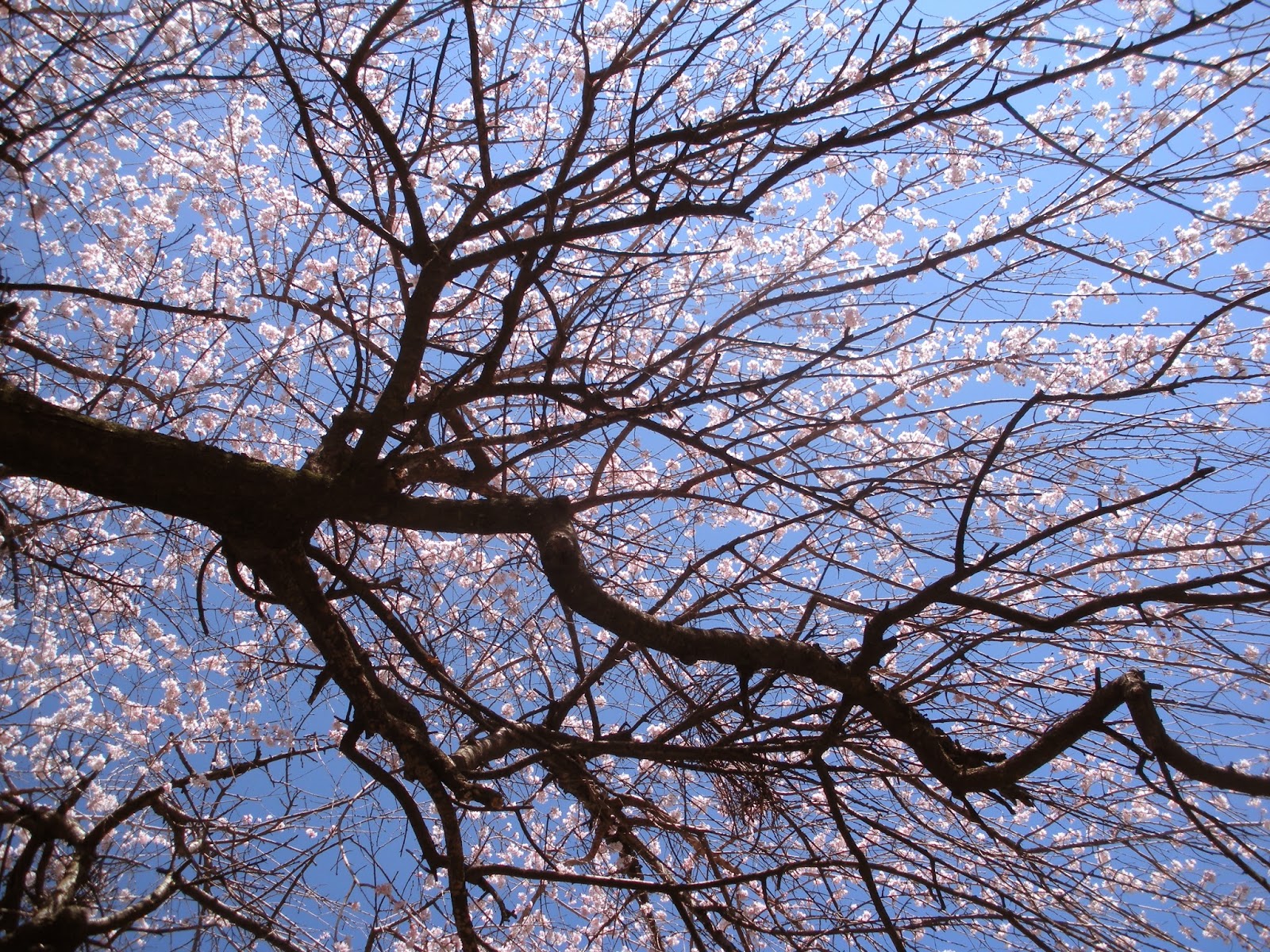 Memphis Trees: Spring returning