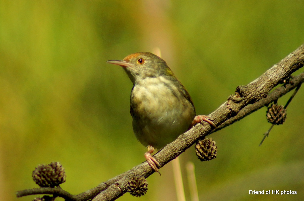Photographic Wildlife Stories in UK/Hong Kong: Local Birds