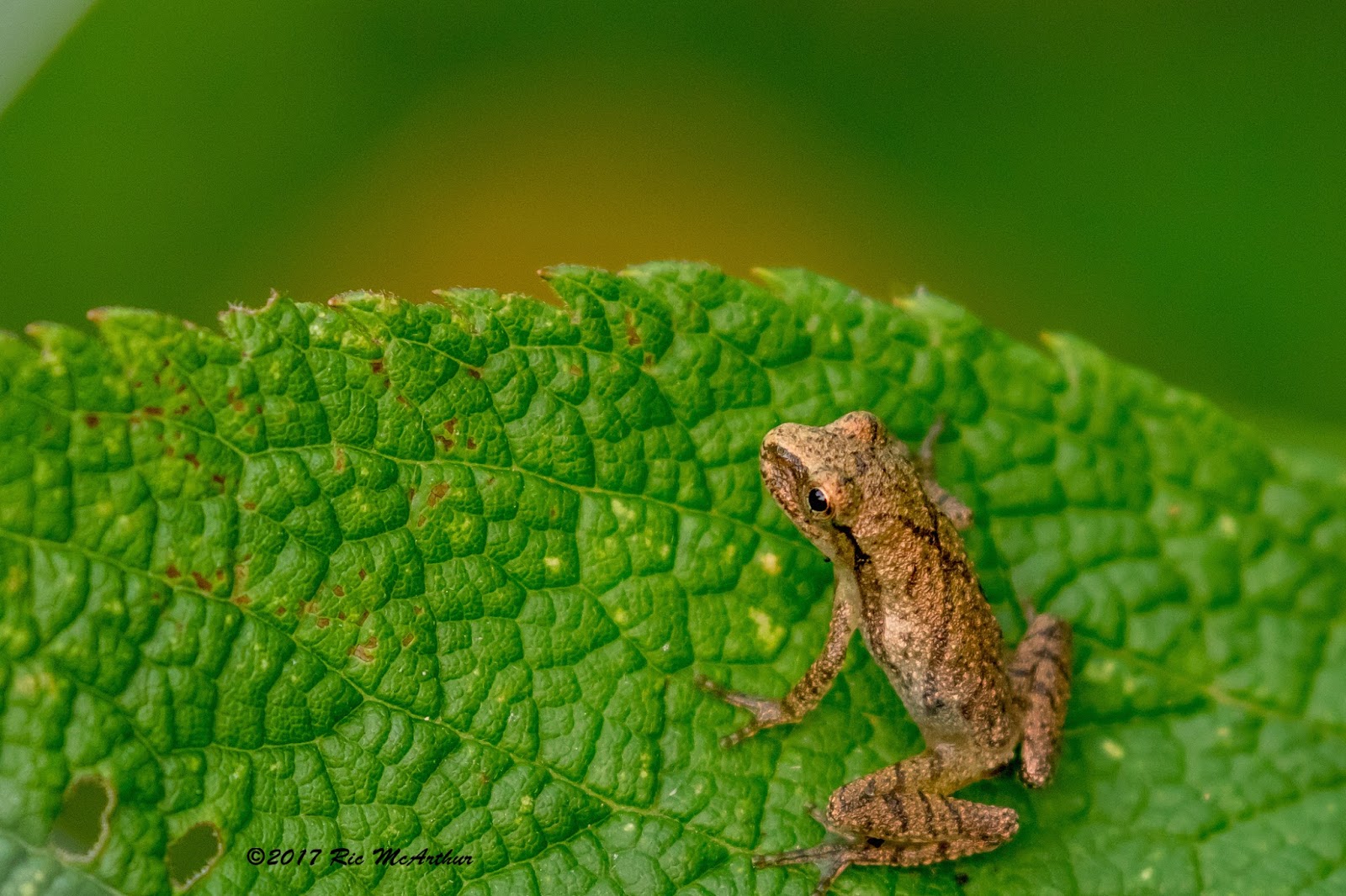 Spring peeper.
