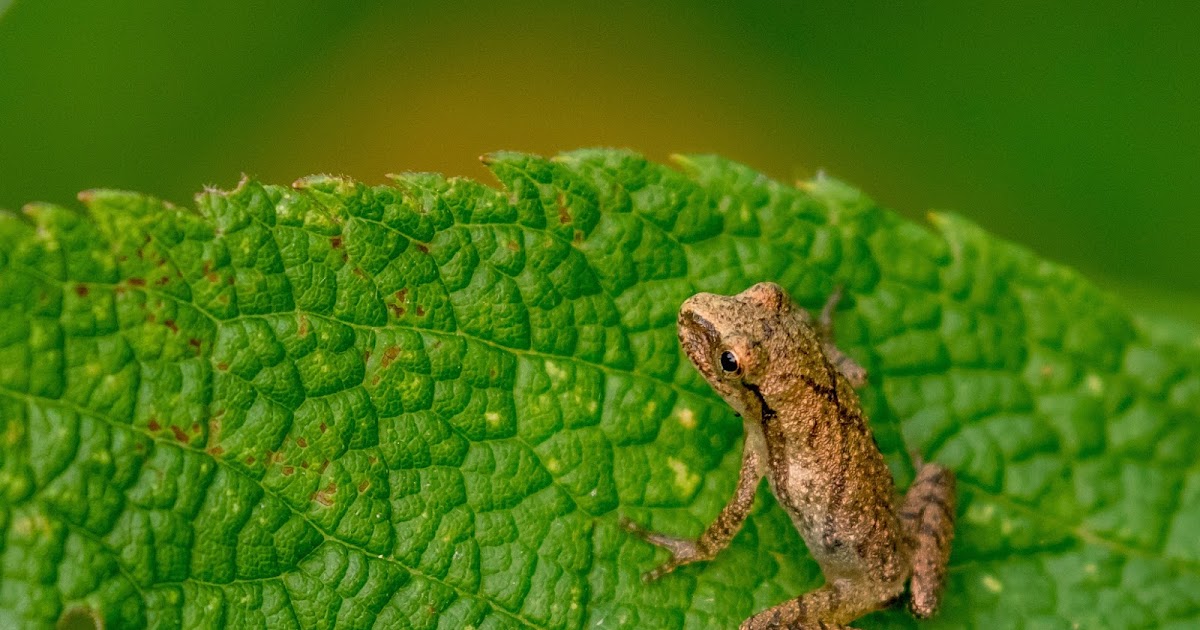 Spring peeper.