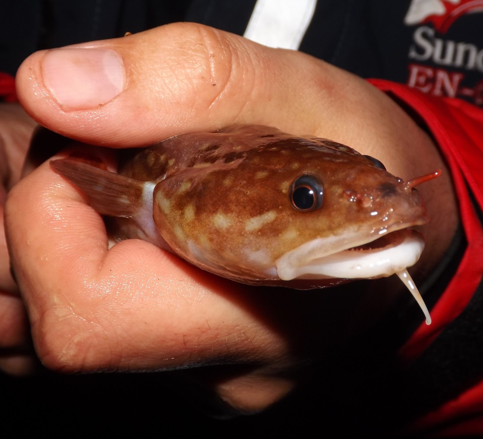 Mission Impossible : To catch 100 species of saltwater fish from ...