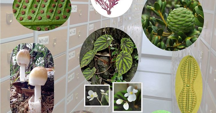 Philippine Biology Conferences : Rediscovering Botany (National Museum PH)