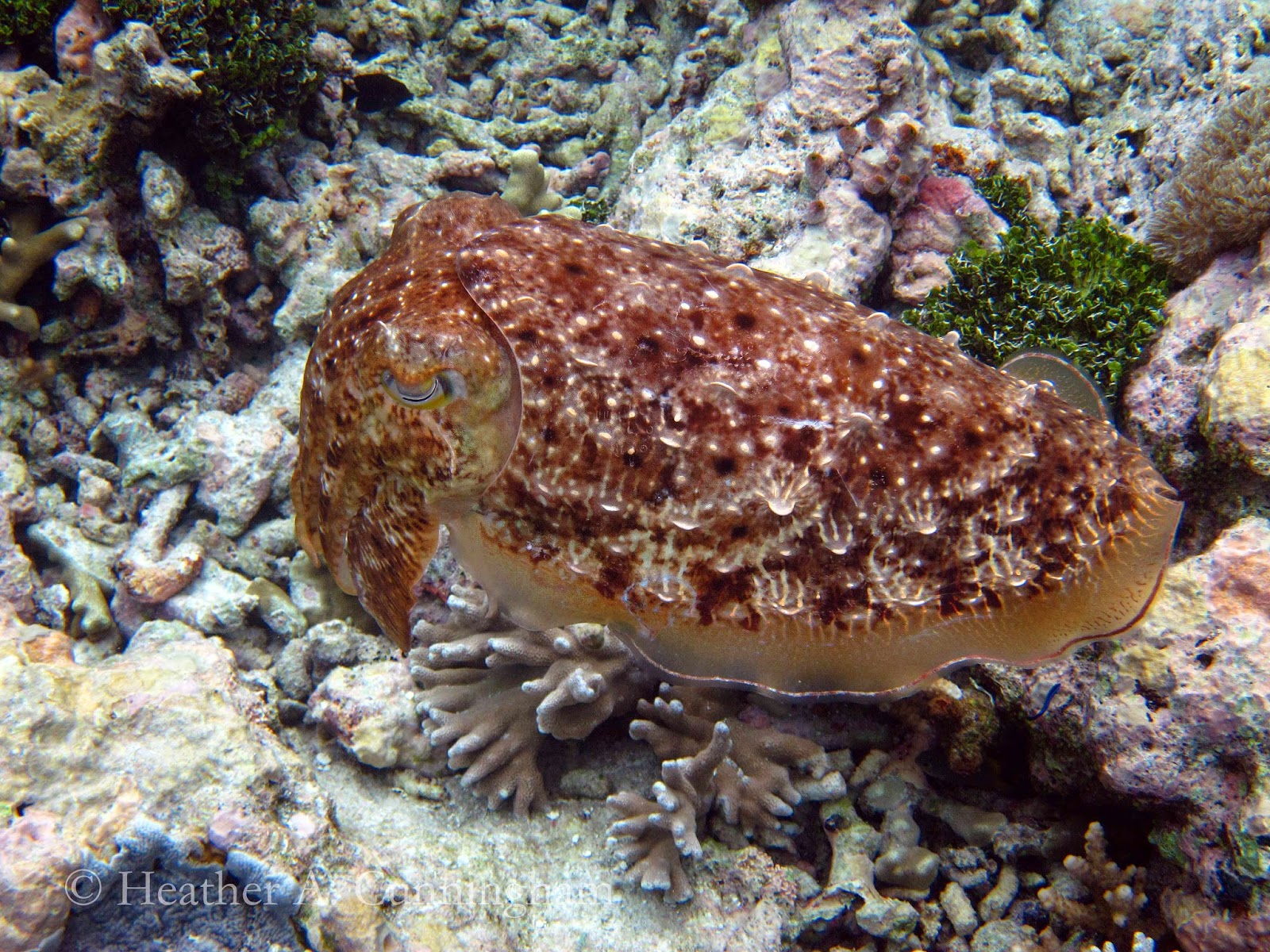 Cuttlefish