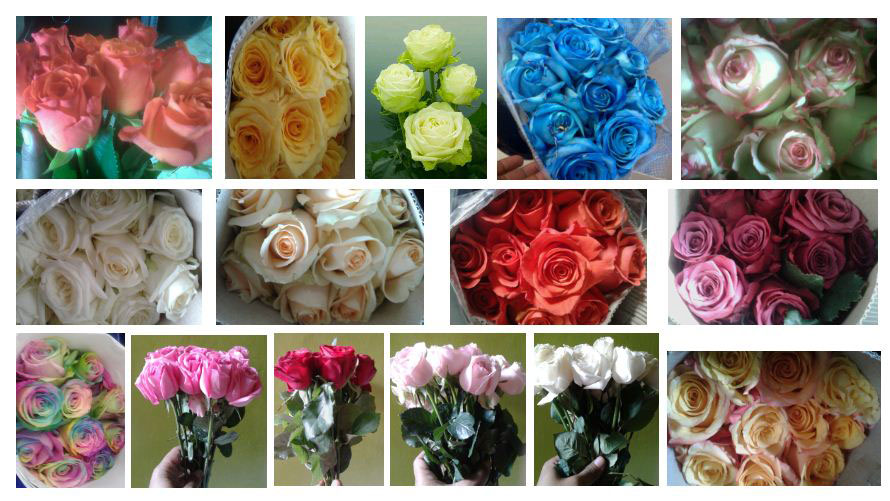 Toko Bunga Magnum Jakarta Barat - Online Florist Indonesia 24 Jam ...