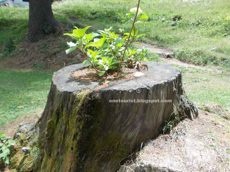 Dalhousie,, Flowers and photography , फूलो के फोटो,डलहौजी | TravelUFO ...