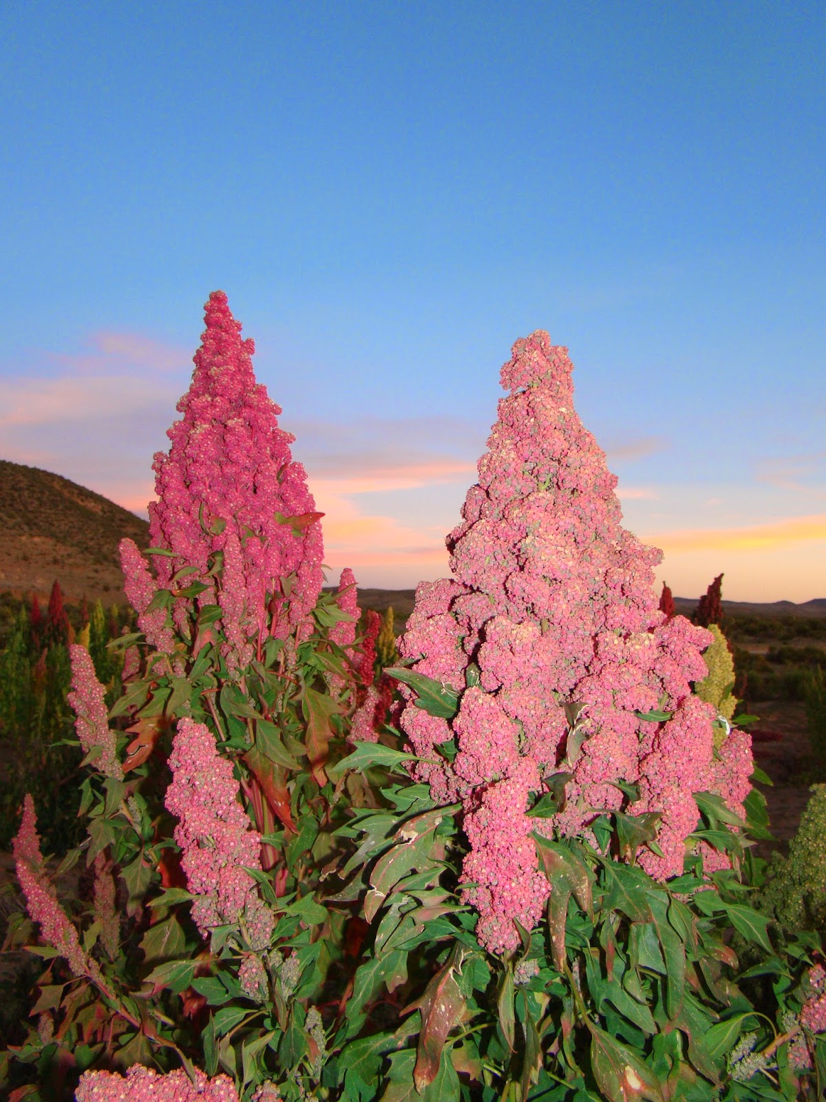 Studio Floral Dora Santoro: Flor de Quinoa