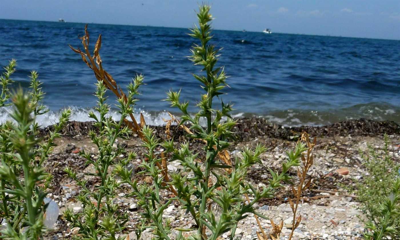 r o b i n 's y a r d: Salsola kali