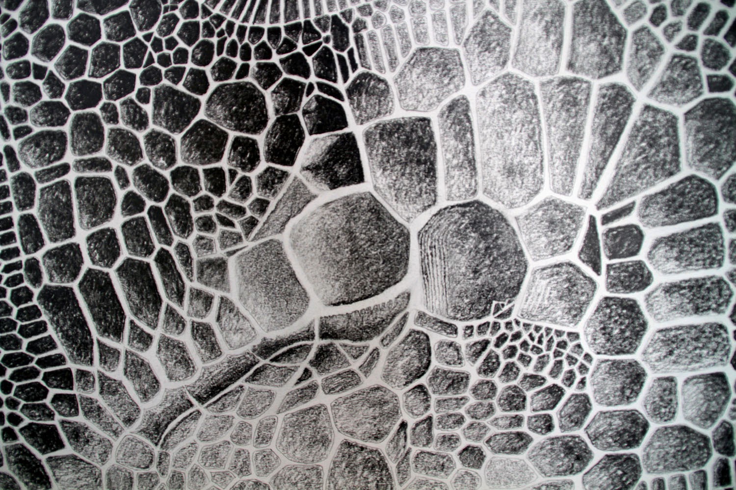 Advent Explorations: New Shoots