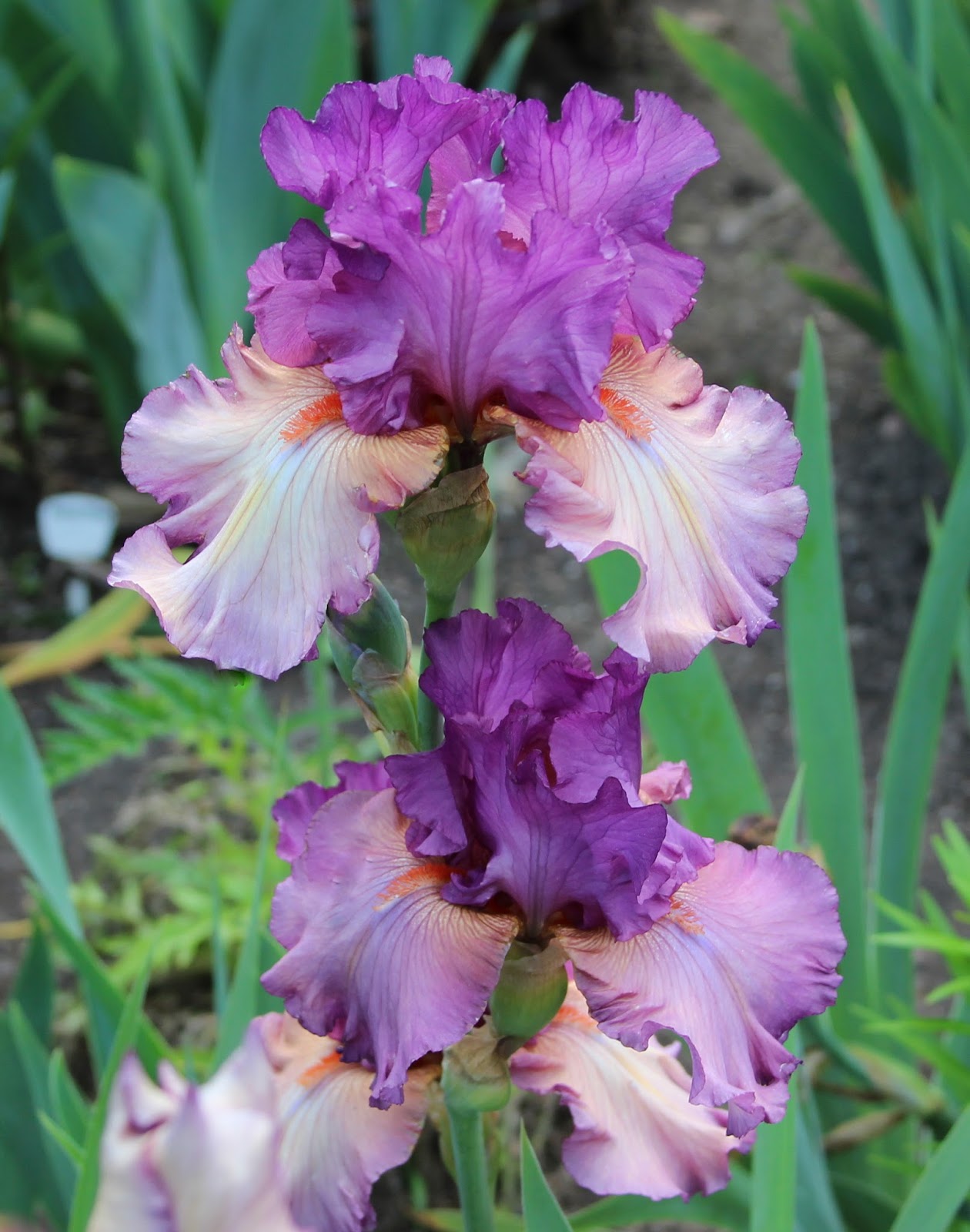 World of Irises: "Talking Irises" TALL BEARDED IRISES 2016--A banner year