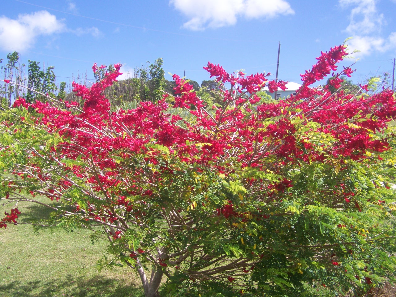 my rustic bajan garden: February 2012