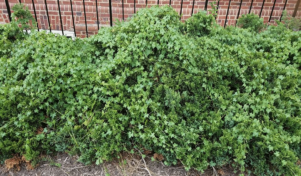 A Maryland Naturalist: Creeping Cucumber Update