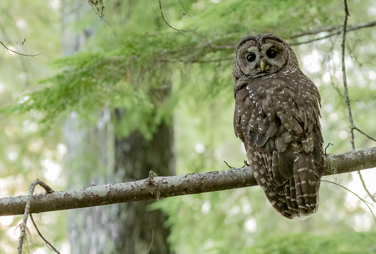 A new threat for Northern Spotted Owls... President Trump